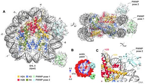Structure Of The Pwwp Domain From Ledgf Bound To Di Or Trimethylated