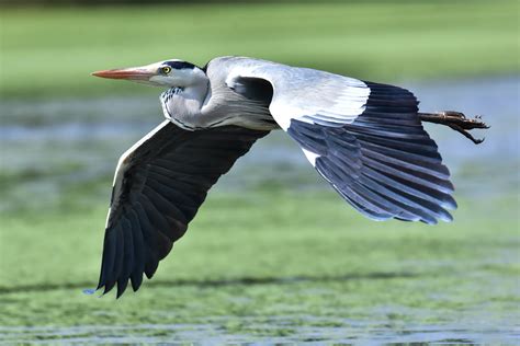 Md Akhtar Hossain Fotografía