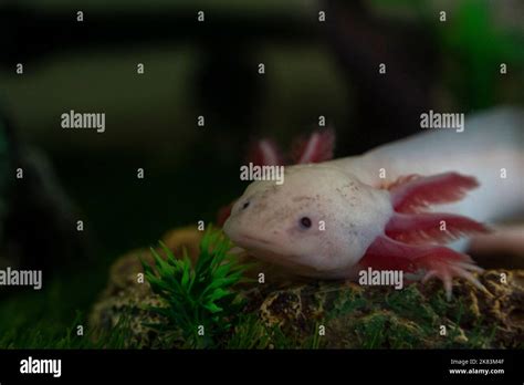 Axolotl Ambystoma Mexicanum Walking On A Grass In Aquarium Amphibian