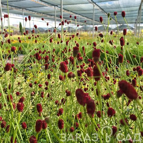 Кровохлебка Танна - фото и описание в каталоге питомника