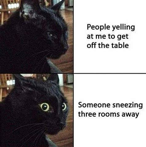 30 Adorable And Funny Posts From The Cats On Catnip Facebook Account