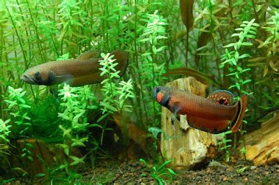 Aquadoc Breeding Betta Macrostoma