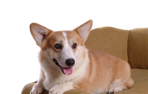 柯基犬好养吗 58同城