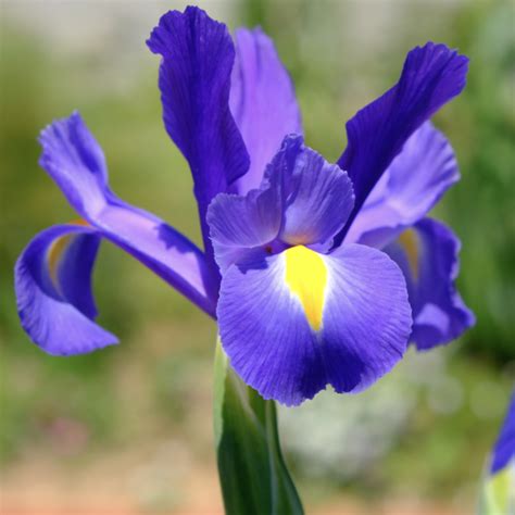 Iris Classification Logistic Regression Models Kaggle