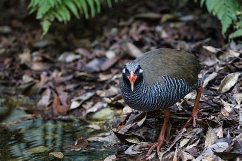 Premium Photo Okinawas Flightless Bird This Is Okinawa Rail