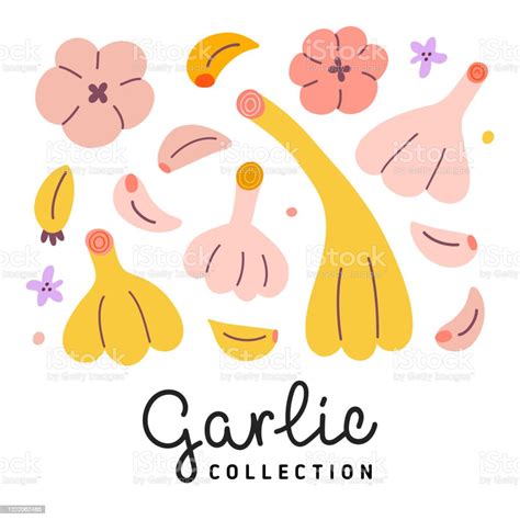 마늘 컬렉션 마늘 전구와 정향의 벡터 일러스트 는 흰색 배경 건강한 야채 귀여운 만화 그리기 손으로 그린 아이콘 세트 0명에 대한 스톡 벡터 아트 및 기타 이미지 Istock