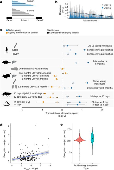 衰老相关的转录延伸变化影响寿命 Nature X Mol