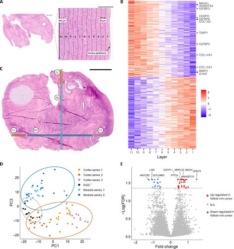 Cellular Atlas Of The Human Ovary Using Morphologically Guided Spatial