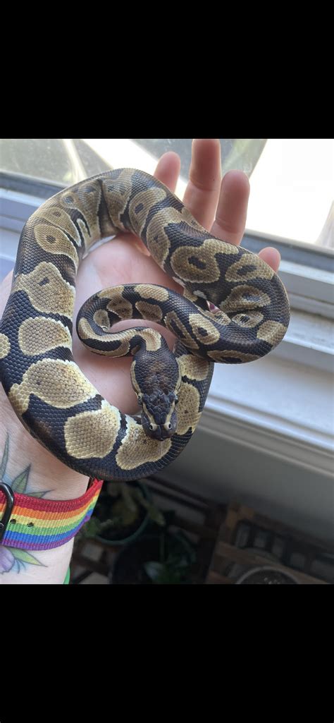 Rescue Ball Python Morph Identification Ball Pythons MorphMarket