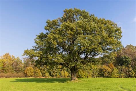 초가을 참나무 잎의 변화 푸른 풀이 있는 들판에서 자라는 참나무 한 그루의 잎 색깔 변화 프리미엄 사진