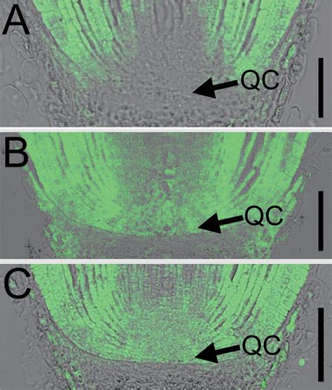 Brdu Incorporation Assay Of Mitotic Activity In The Qc Region A Brdu