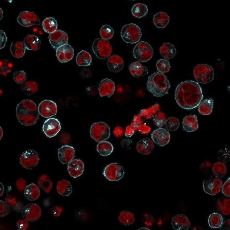 Hla Drb Mhc Ii Monoclonal Antibody Ln 3 Hla Drb1067 3123 Msm5 P0