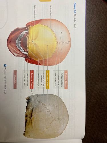 Anatomy Lab Axial Skeleton Flashcards Quizlet