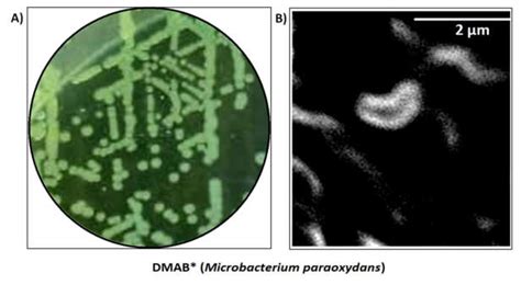 A Isolation Of Arsenic Hyper Tolerant Bacterium From Download