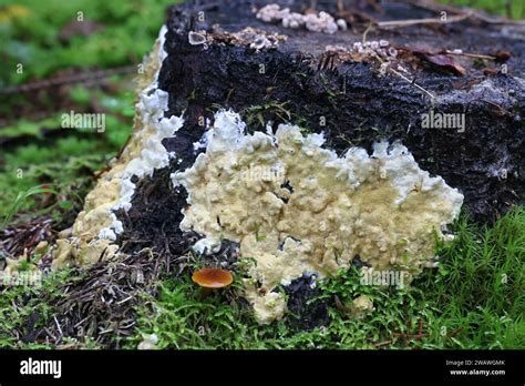 Trichoderma Citrinum Also Called Hypocrea Citrina Wild Fungus From
