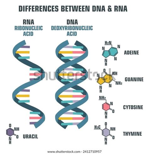 Estructura De Arn