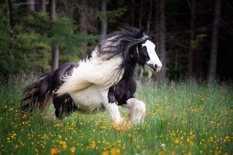 Tinker Pferde Freundlich And Unerschrocken