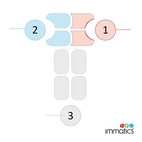 Tcr Bispecifics Tcer Tcr Tumor Immatics