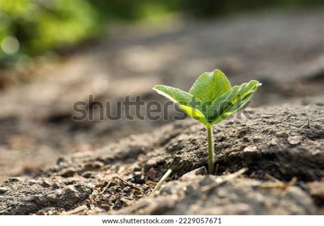 Green Seedling Growing Dry Soil Space Stock Photo Shutterstock
