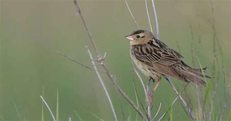 Bobolink Bird Behavior Animalbehaviorcorner Bobolink Bird Behavior Animalbehaviorcorner