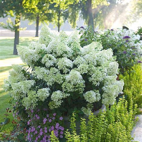 Bobo Hydrangea Hydrangea Paniculata Courville Nurseries