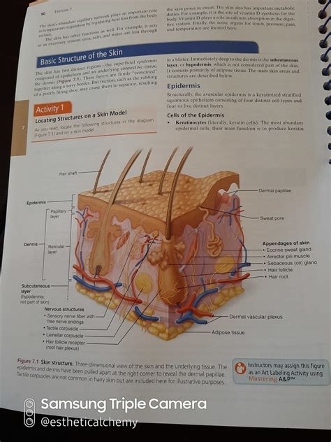 A P Lab Practical Integumentary System Diagram Quizlet