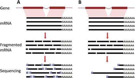 Overview Of The Methods Used To Generate The Rna Seq Libraries A In Download Scientific