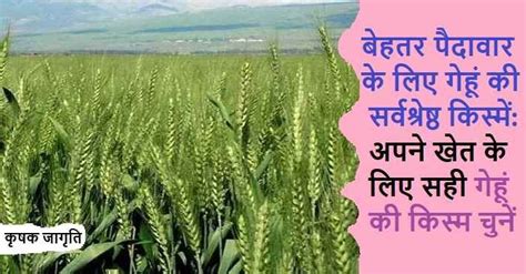 wheat varieties in hindi जानिए गेहूं की उन्नत किस्में