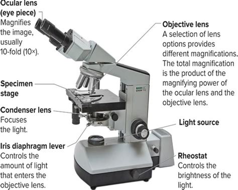 Microbiology Chapter 3 Microscopy And Cell Structure Flashcards Quizlet