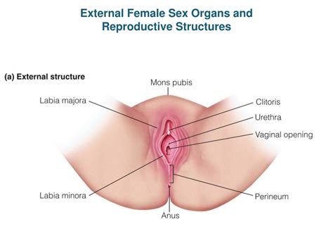 PPT External Female Sex Organs And Reproductive Structures PowerPoint Presentation ID