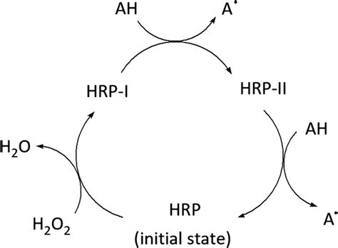 Peroxidase Reaction With Hydrogen Peroxide