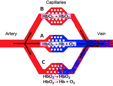 Schematic Diagram Of The Possible Hemodynamic Responses Occurring Download Scientific Diagram