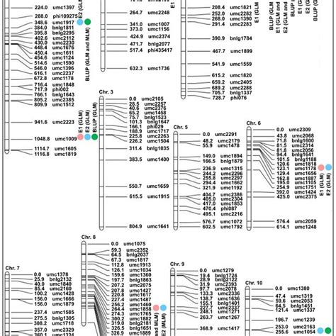 Genetic Linkage Map Construction According To The Genetic Distance