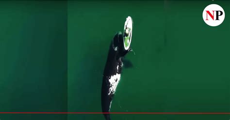 Noti Pregonar Siempre Conectados Siempre Informados