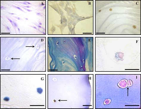 Characterization Of Cell Cultures A Monolayer Cell Culture Stained