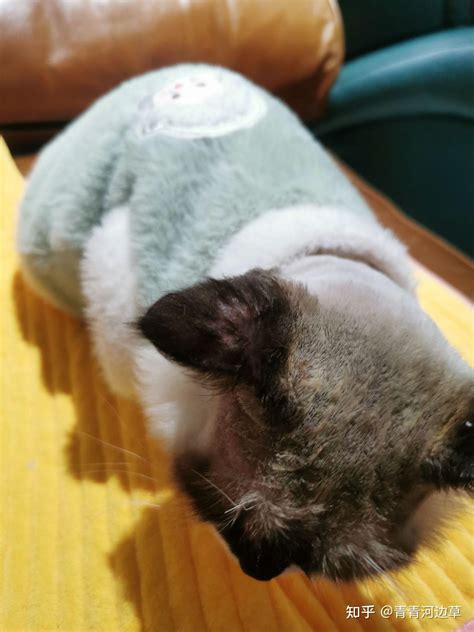 猫真菌感染治疗之路 知乎