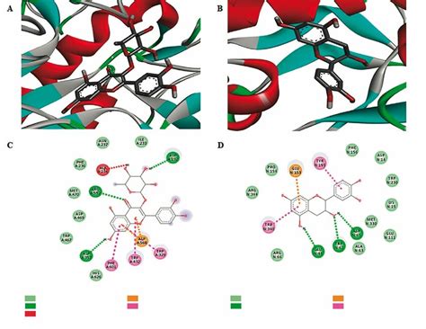 2d And 3d Docking Pose Of Ligands And Their Amino Acid Interactions In Download Scientific