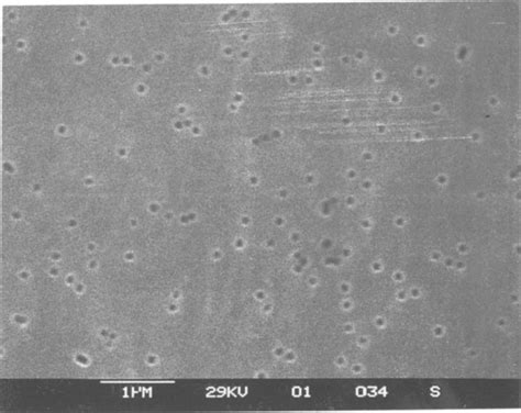 Surface Of A Nuclepore 008 Pm Membrane Sem Download Scientific