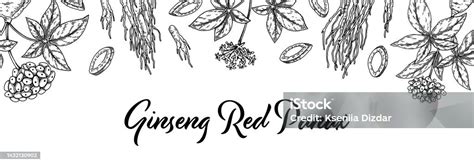 인삼 수평 디자인 스케치 스타일로 손으로 그린 식물 벡터 일러스트레이션 포장 라벨 배지에 사용할 수 있습니다 한방 의학 배경 0명에 대한 스톡 벡터 아트 및 기타 이미지
