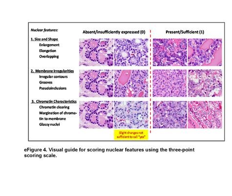 Thy3a Pvptc Niftp Rcpath Document