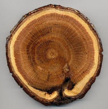 Marcia S Science Teaching Blog Tree Cookies