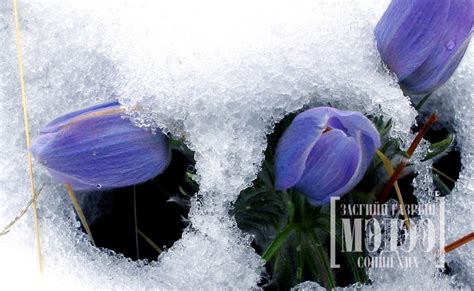 Яргуй дэлбээллээ