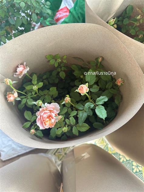 ทาสกับราชนิกุล ทาสกับราชนิกุล สวนกุหลาบพัทยา