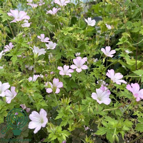 Geranium X Oxonianum ‘rebecca Moss Find Haveplanter
