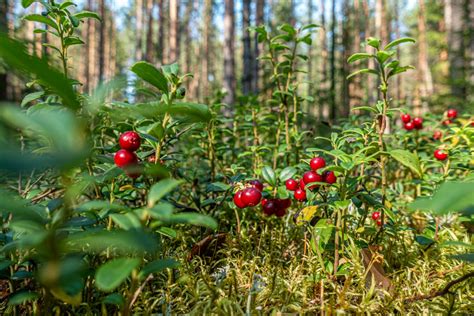 Cowberry Vaccinium Vitis Idaea 건강 과일 관목 노르딕 베리 녹색 농업 링곤 베리 링곤베리 건강 링곤베리 과일 링곤베리 맛