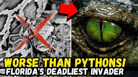 🚨 Breaking Something More Dangerous Than Pythons Invades Florida