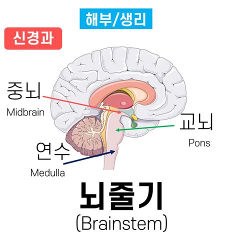 해부학 기초용어 의학당