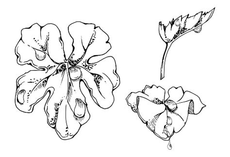 식물 꽃의 잎 관목 나무 단풍 이슬 비 물방울 손으로 그린 벡터 잉크 클라우드베리 레이디 맨틀 제라늄 벽지 고립된 식물 삽화 결혼식 플로리스트 스크랩북 데쿠 페이지 0명에