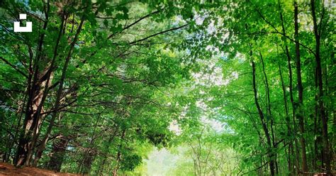 나무 사이로 마른 나뭇잎이 있는 오솔길 사진 Unsplash의 무료 캐나다 이미지