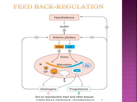 PPT Sex Hormones PowerPoint Presentation Free Download ID 2192651